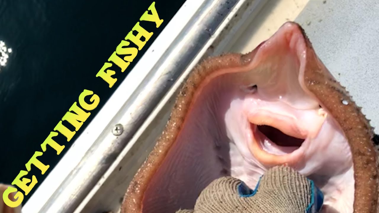 Getting Fishy - YouTube