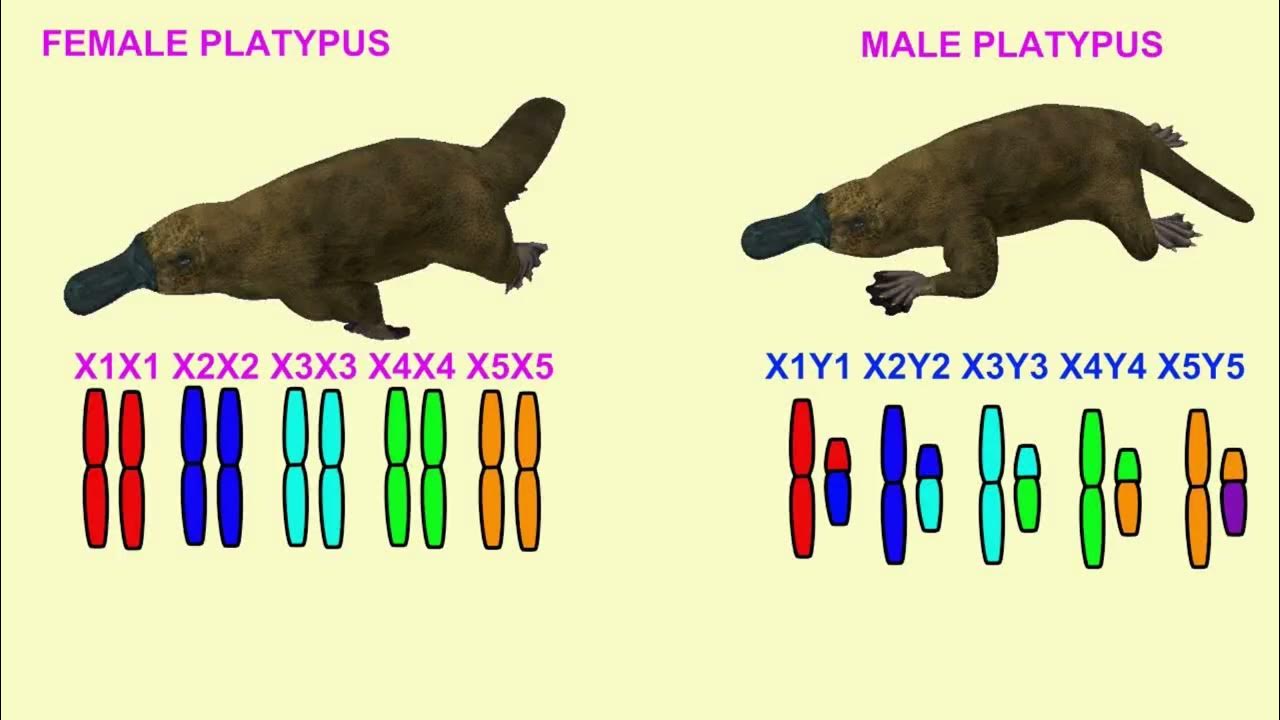 Sex Chromosomes In Monotremes Youtube