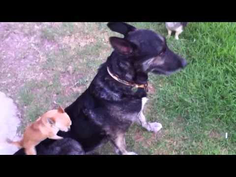 Chihuahua's violando a Pacha