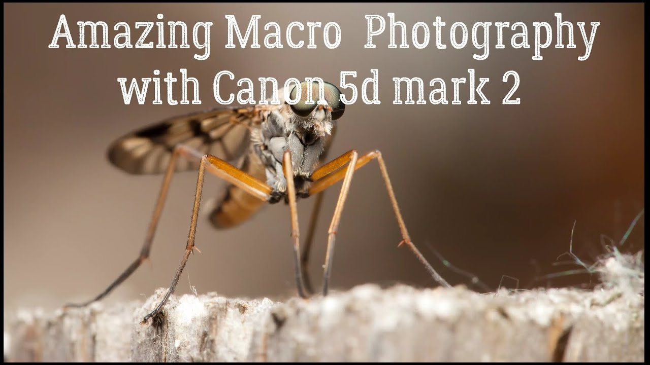Amazing Macro Photography with Canon 5d mark 2 - YouTube
