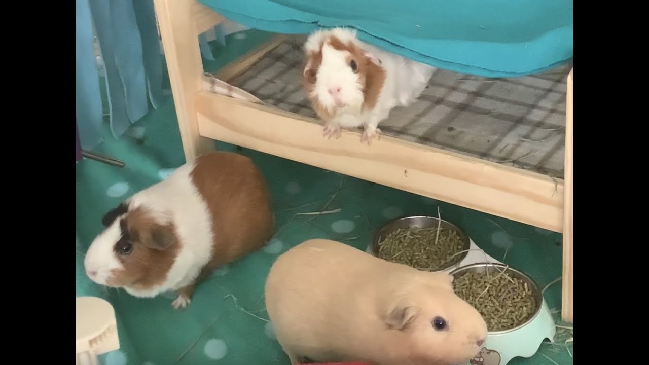guinea pig munchsters under the bed! - YouTube