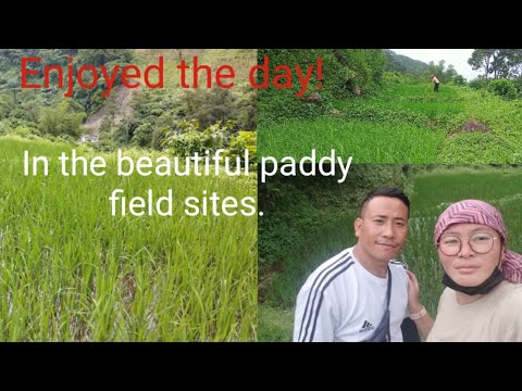 Paddy Field @ Ollo Naga, Tirap. Arunachal Pradesh - YouTube