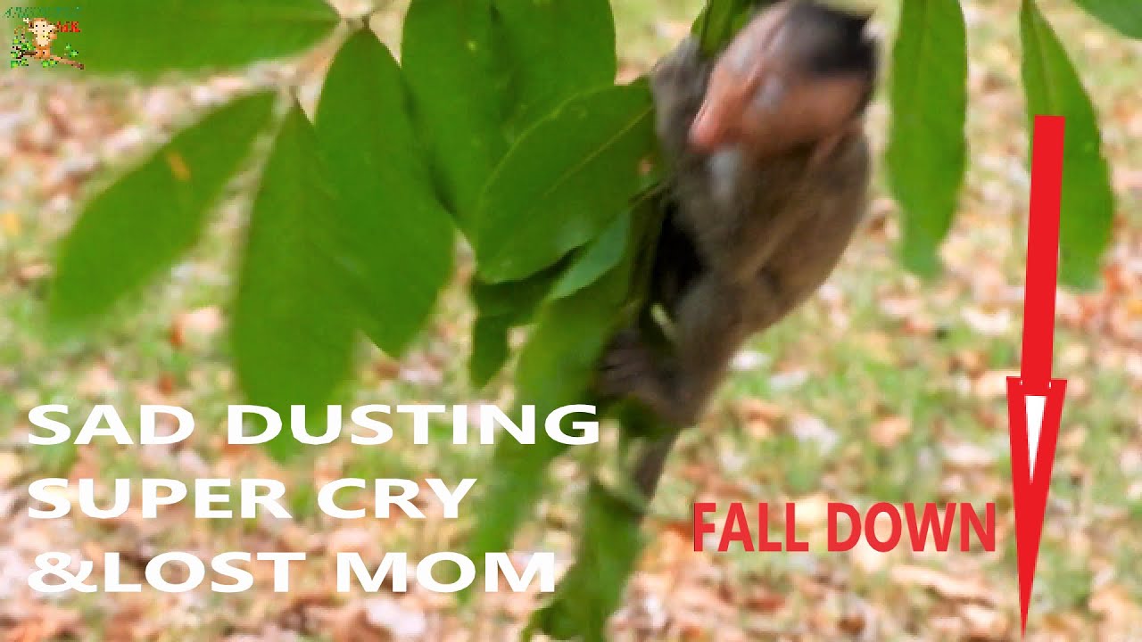 BREAK HEART BABY DUSTIN SUPER CRY FALL DOWN FROM BRAIN TREE GET RED ANT ...