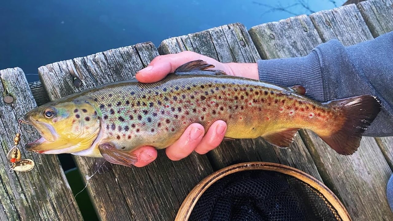 Spotted Hake, Rainbow & Brown Trout! Long Island, New York - YouTube