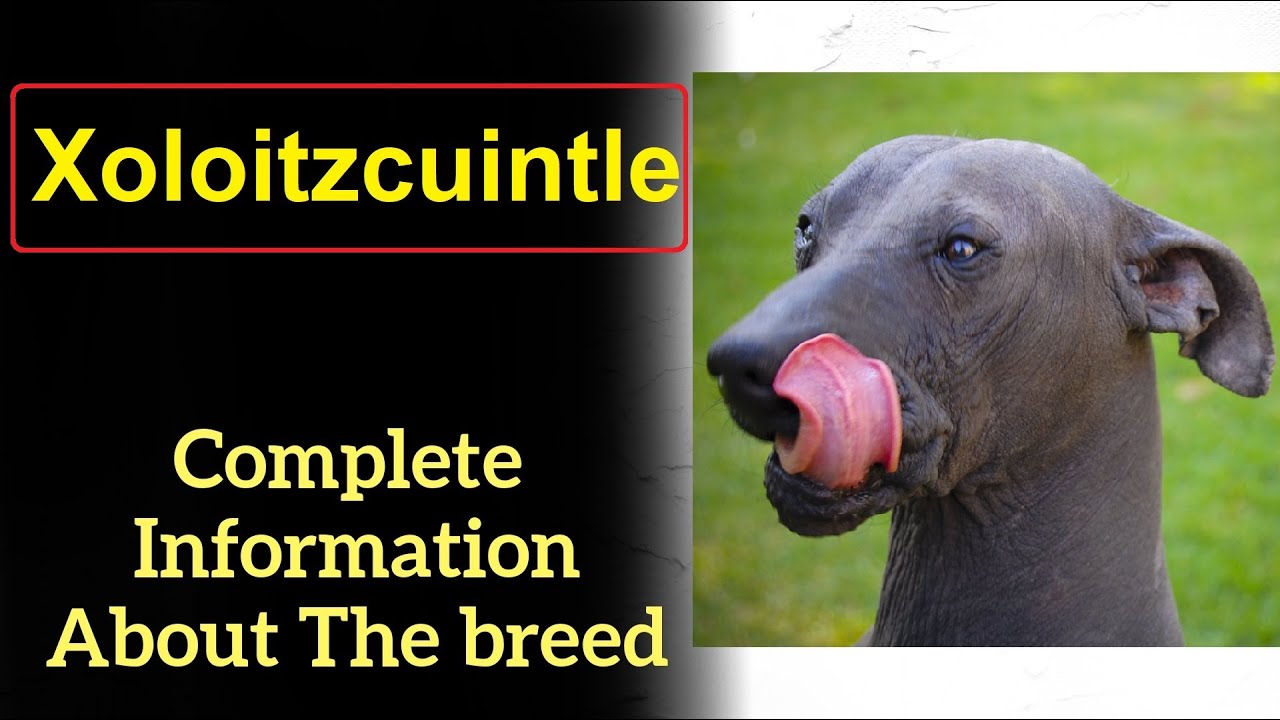 Xoloitzcuintle or Xolo, aka Mexican hairless dog Pros and Cons, Price ...