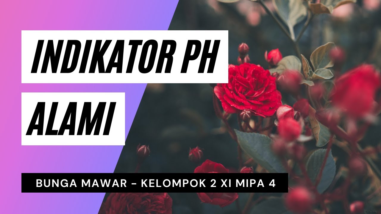 Indikator pH Alami - Bunga Mawar - YouTube