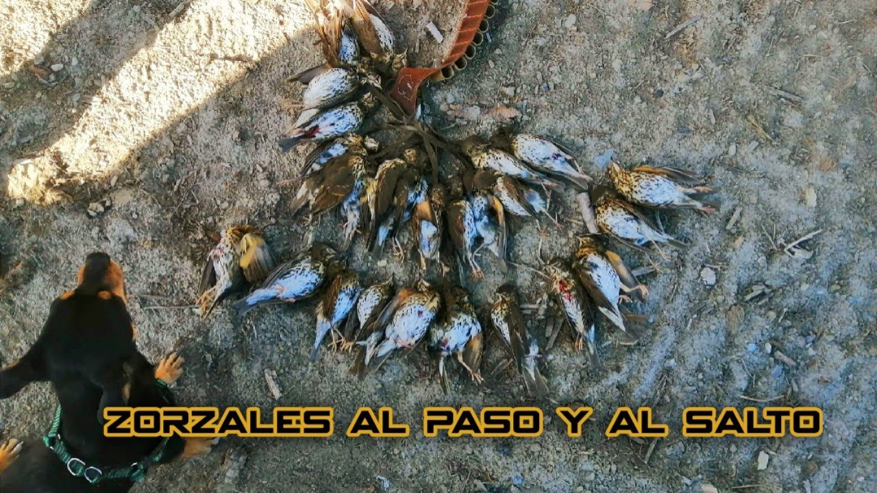 caza de zorzales al paso y al salto. El zorzal raro de collar blanco ️ ...