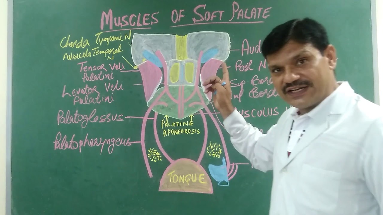 Muscles of Soft Palate - YouTube