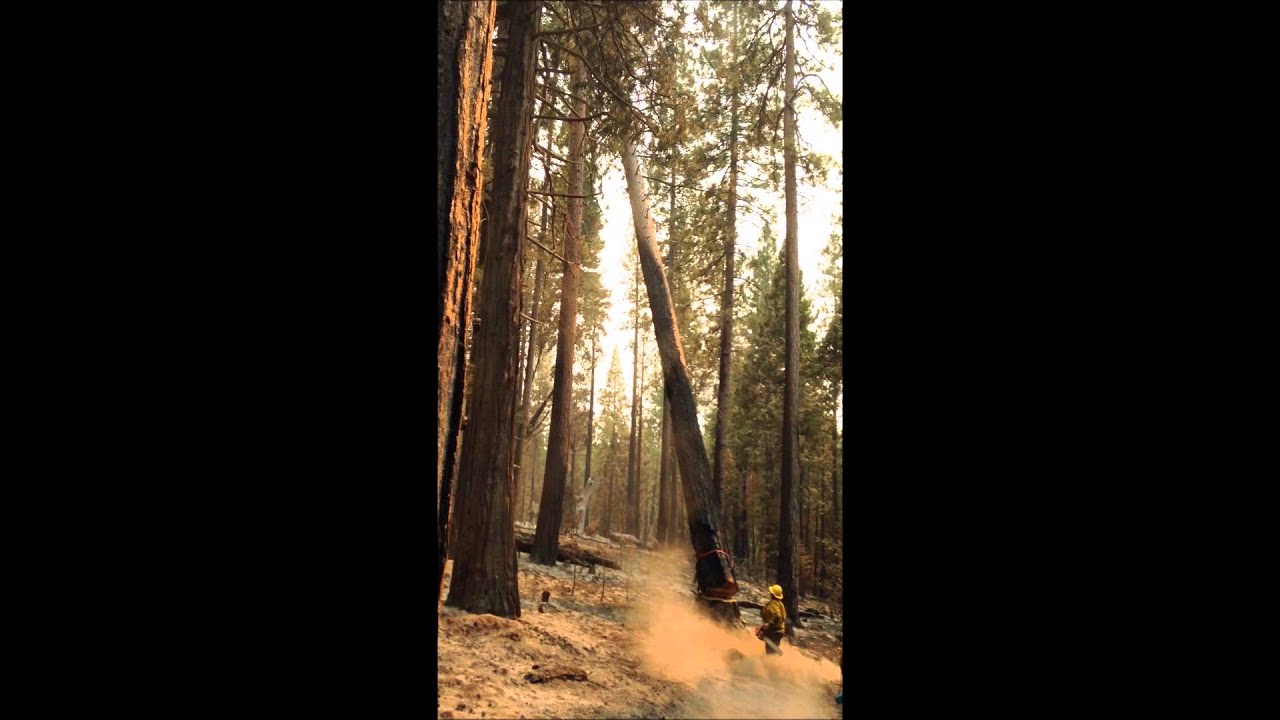 Rim Fire Snag Mitigation - YouTube