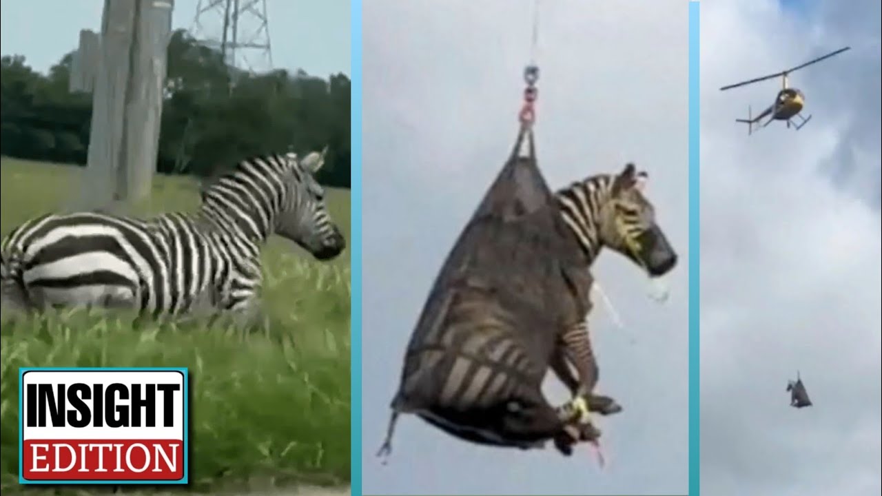 CHASE IN THE SKY: Zebra Ed’s escape ends with dramatic HELICOPTER net ...