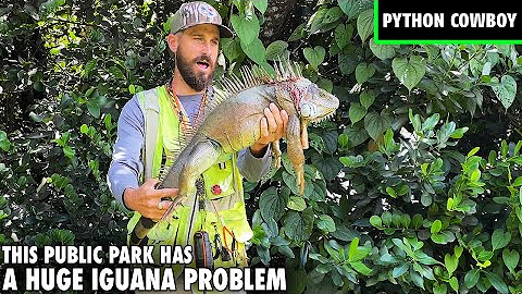 Python Cowboy - Iguana Hunting Videos - YouTube