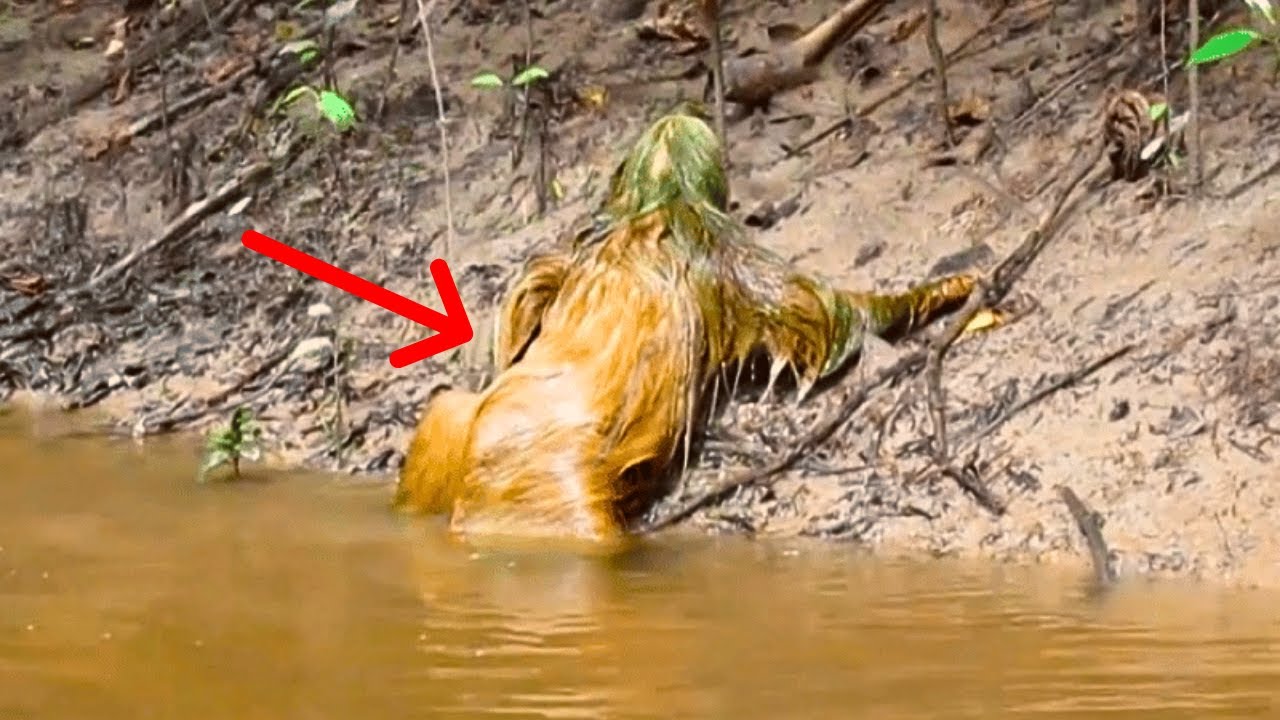 Ranger Sees Weird Creature Crawling Out Of River - He Evacuates The ...