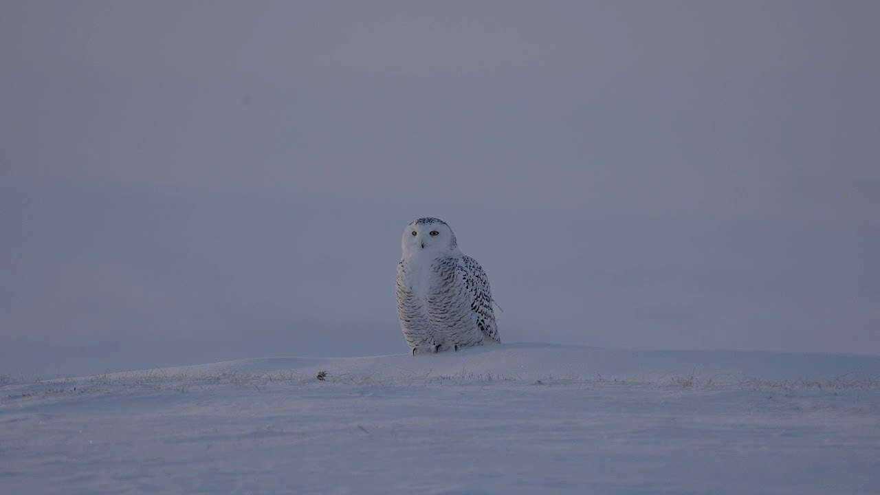 Capturing Bird Photos with Kiah Ng & The FE 400-800mm F6.3-8 G OSS Sony ...
