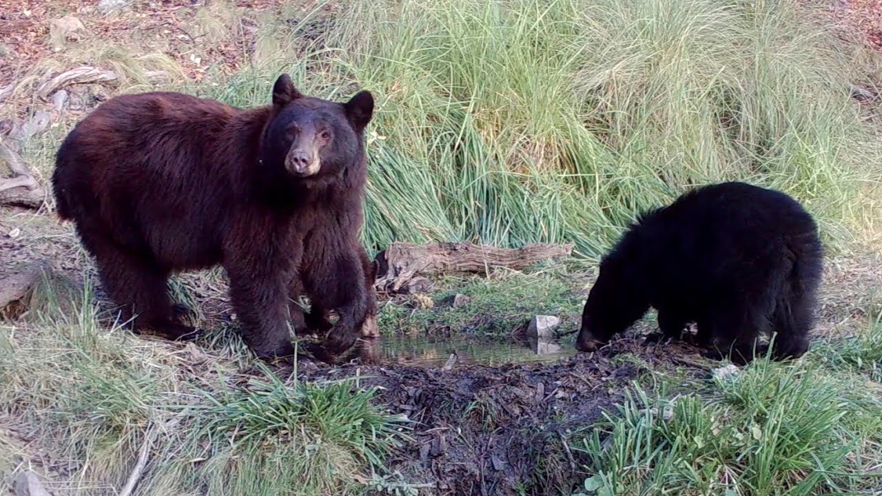 Black bear spring! Wild Arizona - YouTube
