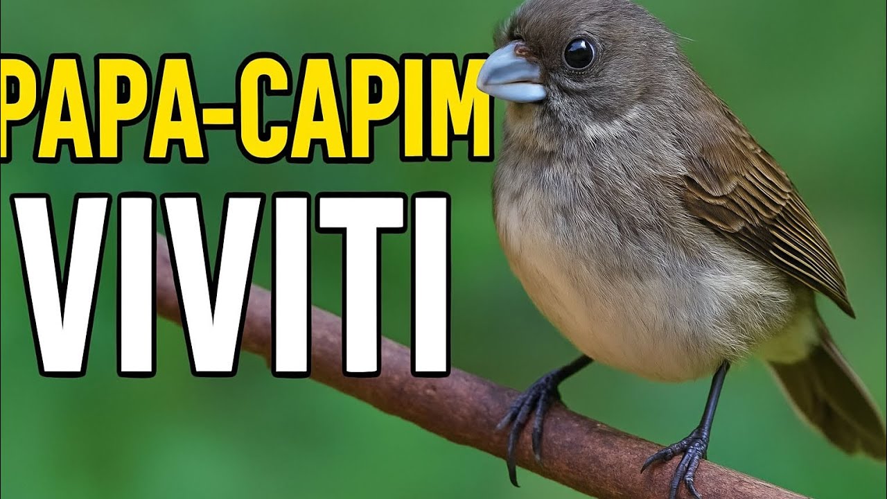 Papa Capim Viviti CB500 - YouTube
