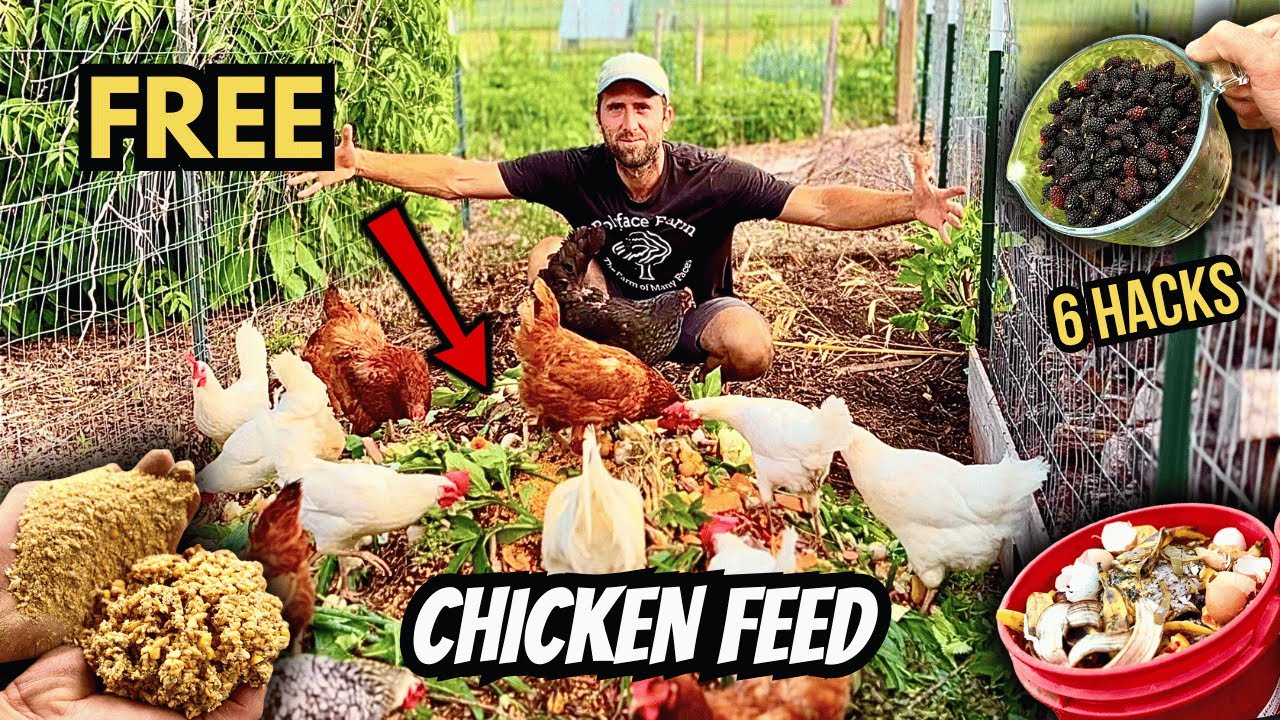 How to Feed Chickens for FREE (6 Proven Ways to Cut Feed Costs!) - YouTube