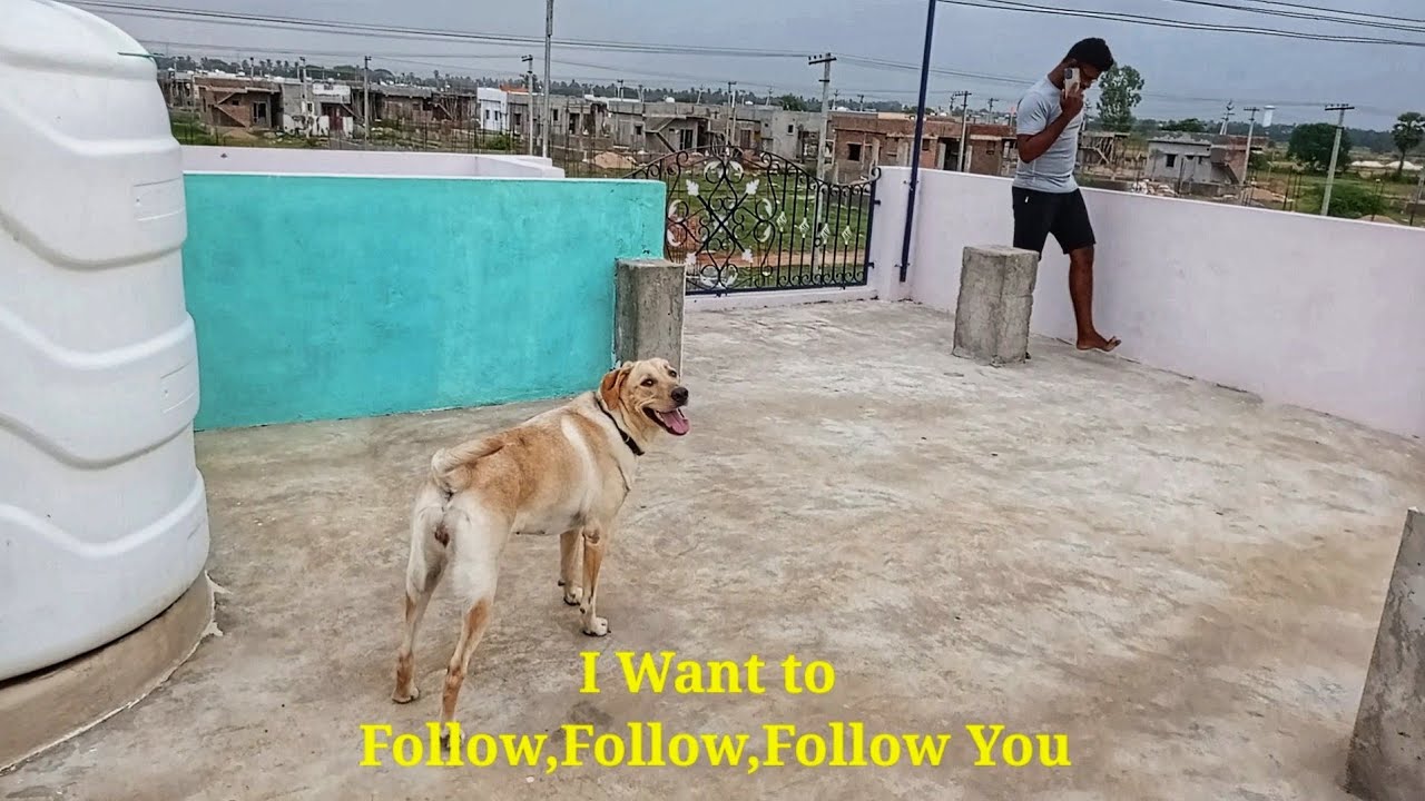 My dog following me||Labrador||Labrador following me||cute puppy||cure ...