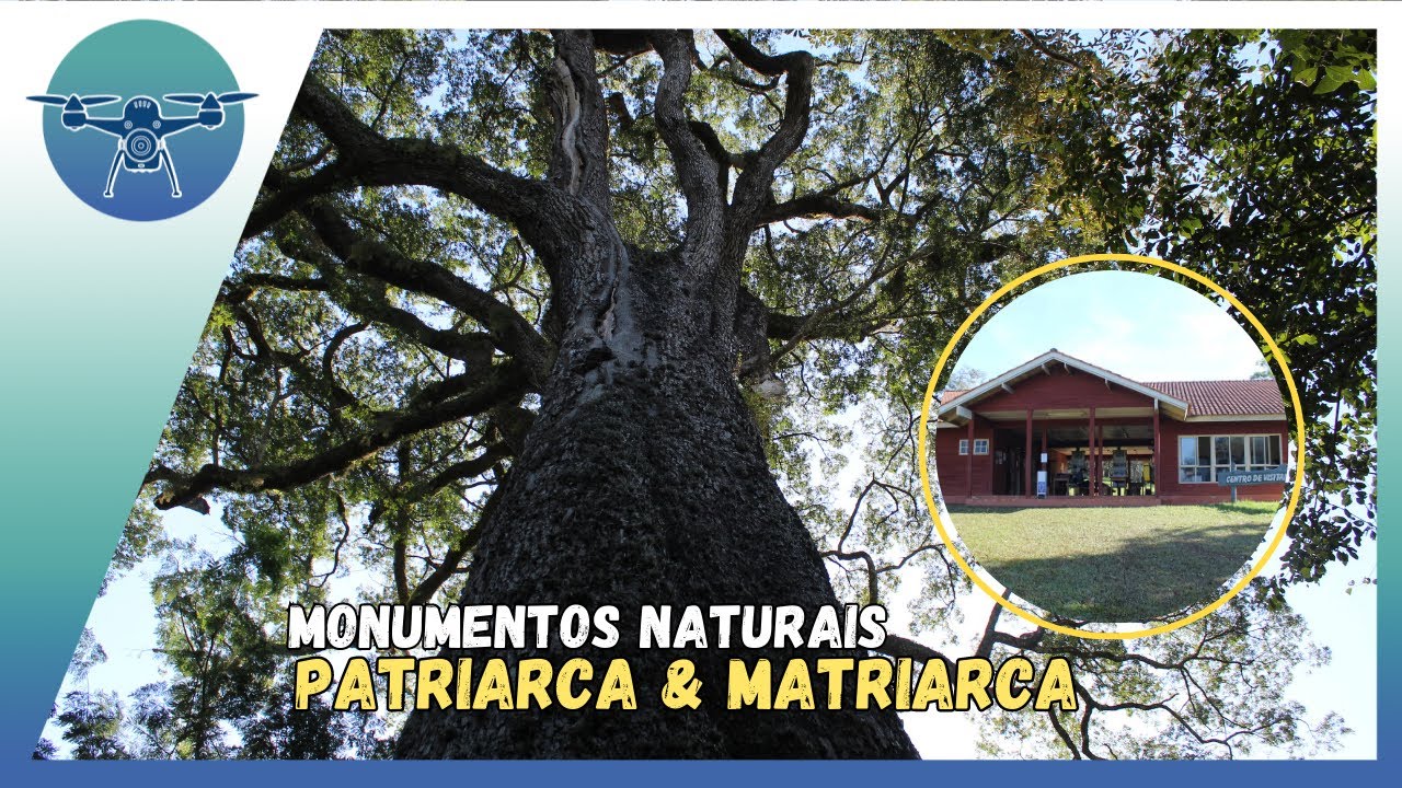 Desvendando as Maiores Árvores do Brasil: O Patriarca e a Matriarca no ...