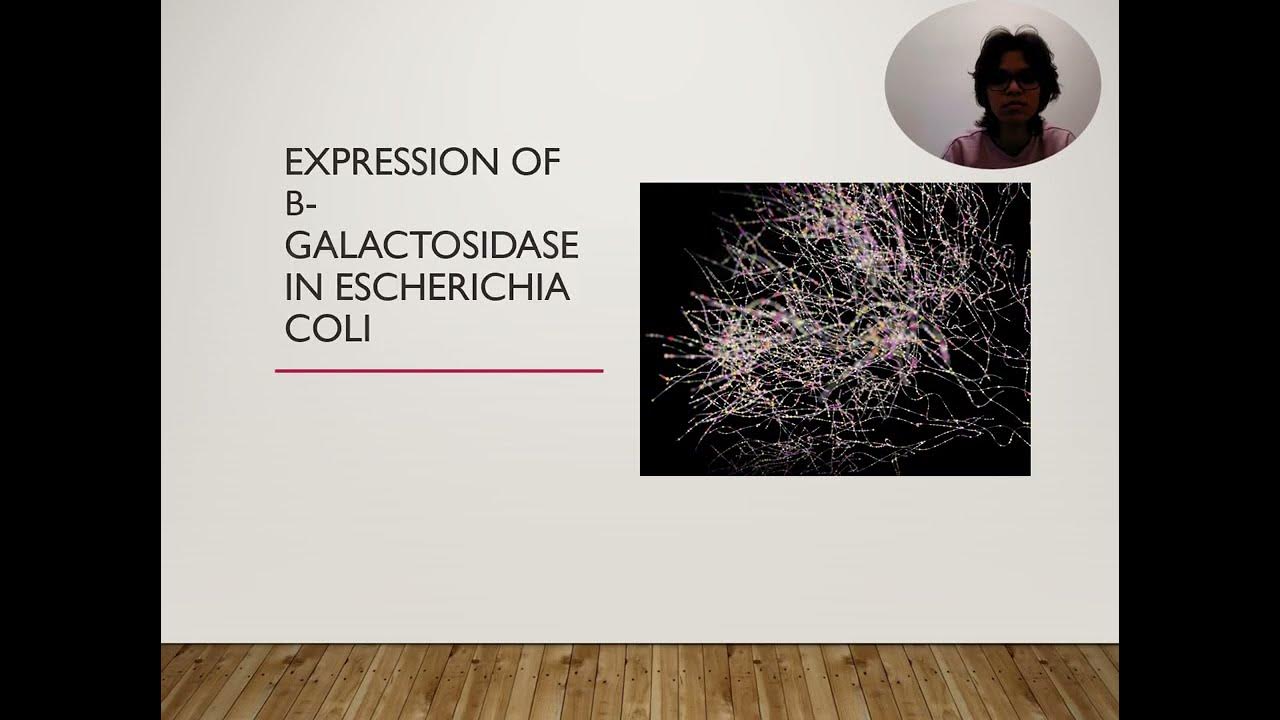 Expression of Beta Galactosidase in Ecoli - YouTube
