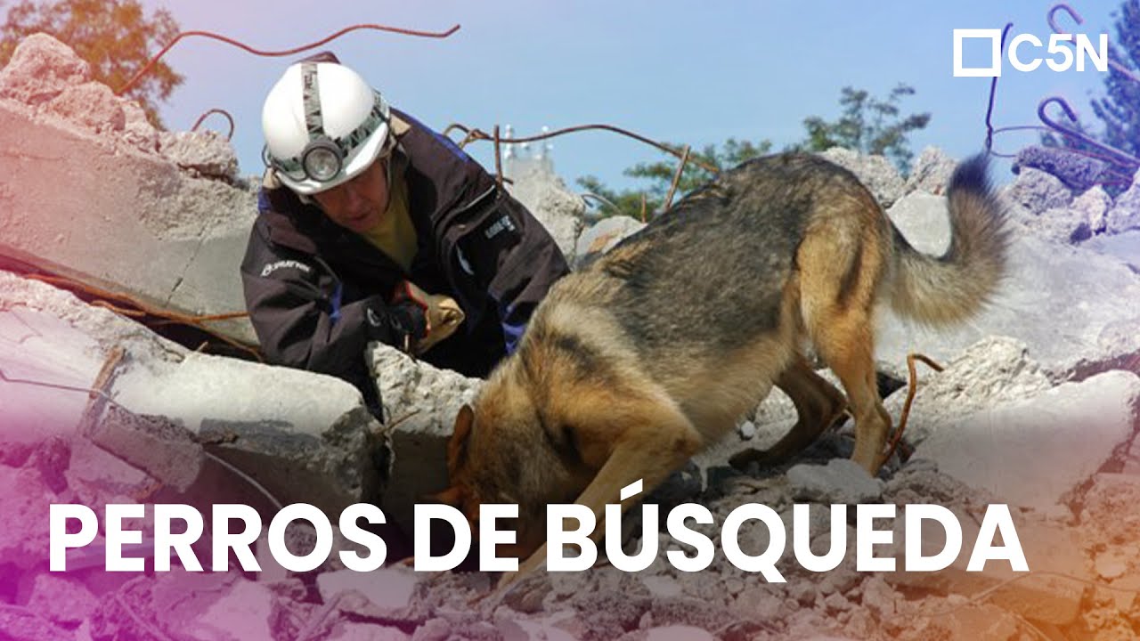PERROS que BUSCAN PERSONAS - YouTube