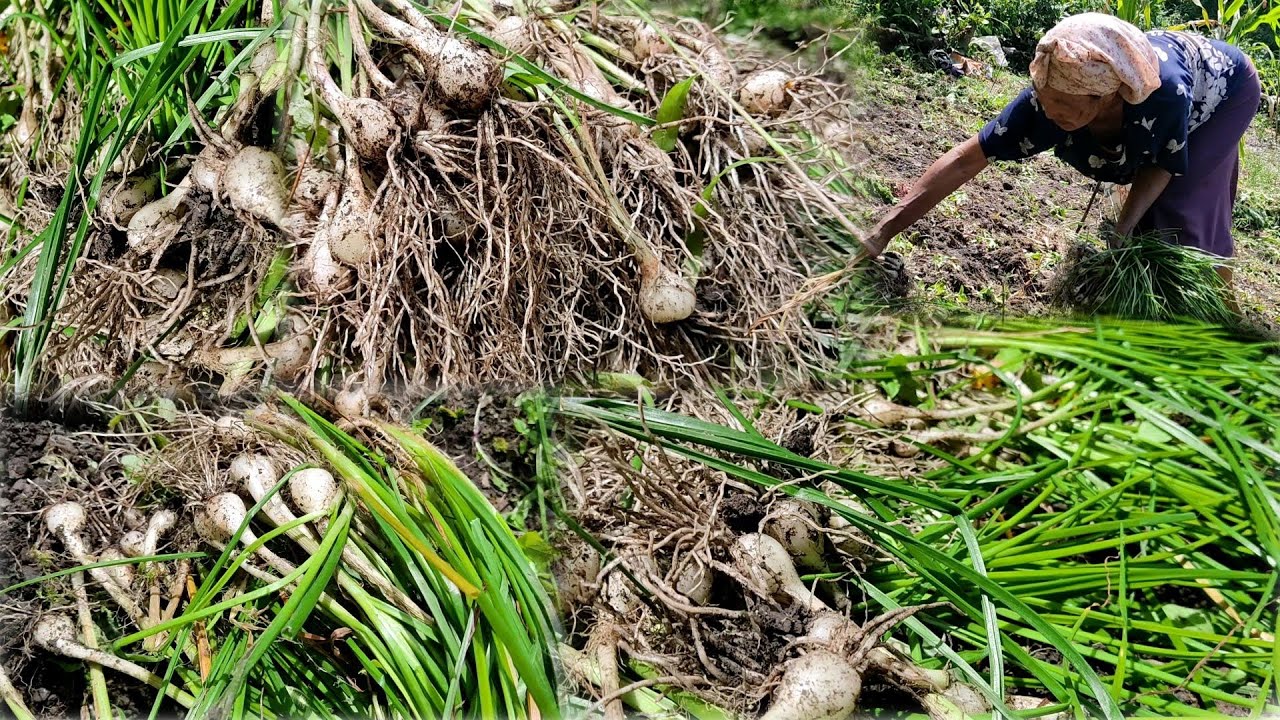 Villagers harvesting organic vegetables in countryside, village life ...
