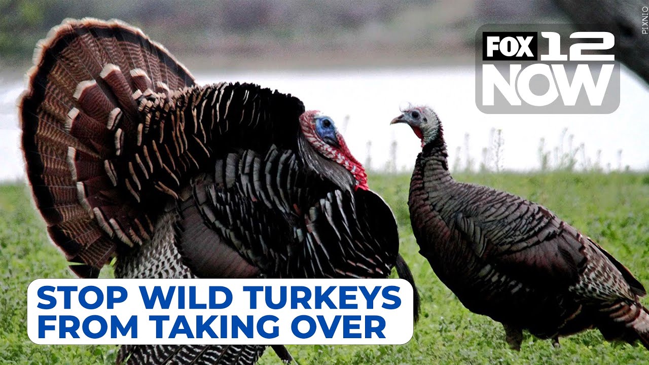 LIVE: Stop wild turkeys from taking over your neighborhood in Oregon ...