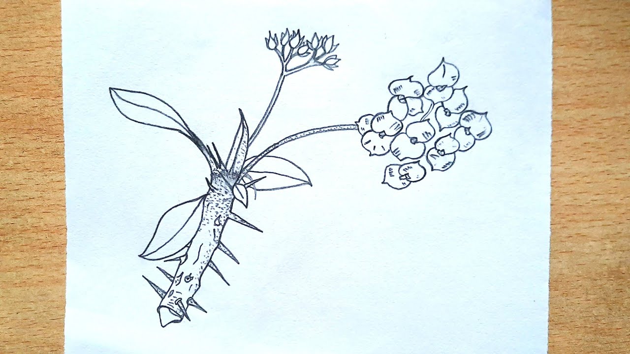 How to draw a Euphorbia milii(easy way) // step by step #video - YouTube