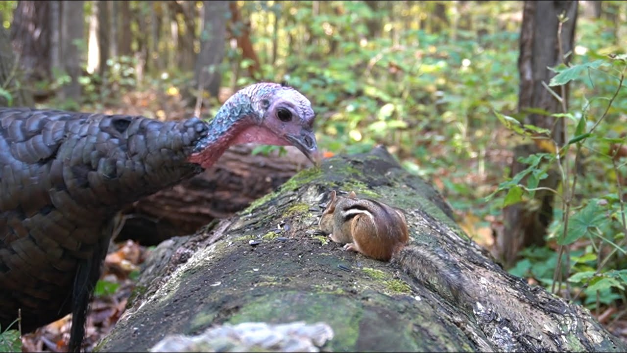 Turkeys, Chipmunks and Squirrels in the Forest - 10 hour Cat TV for ...