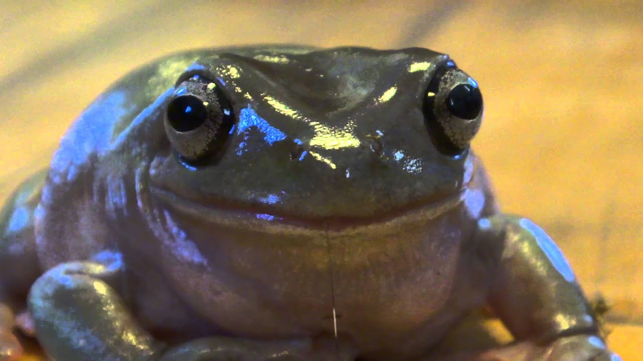 Bob the Tree Frog - YouTube