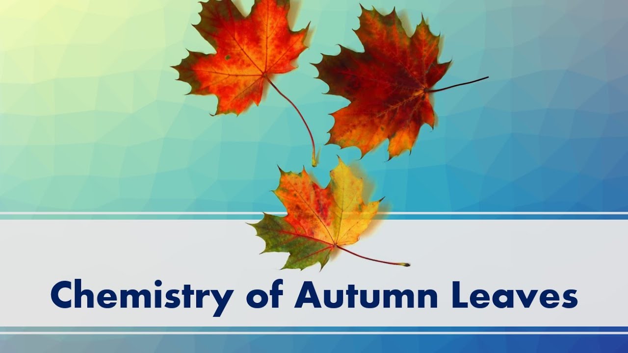 Chemistry of Autumn Leaves - YouTube