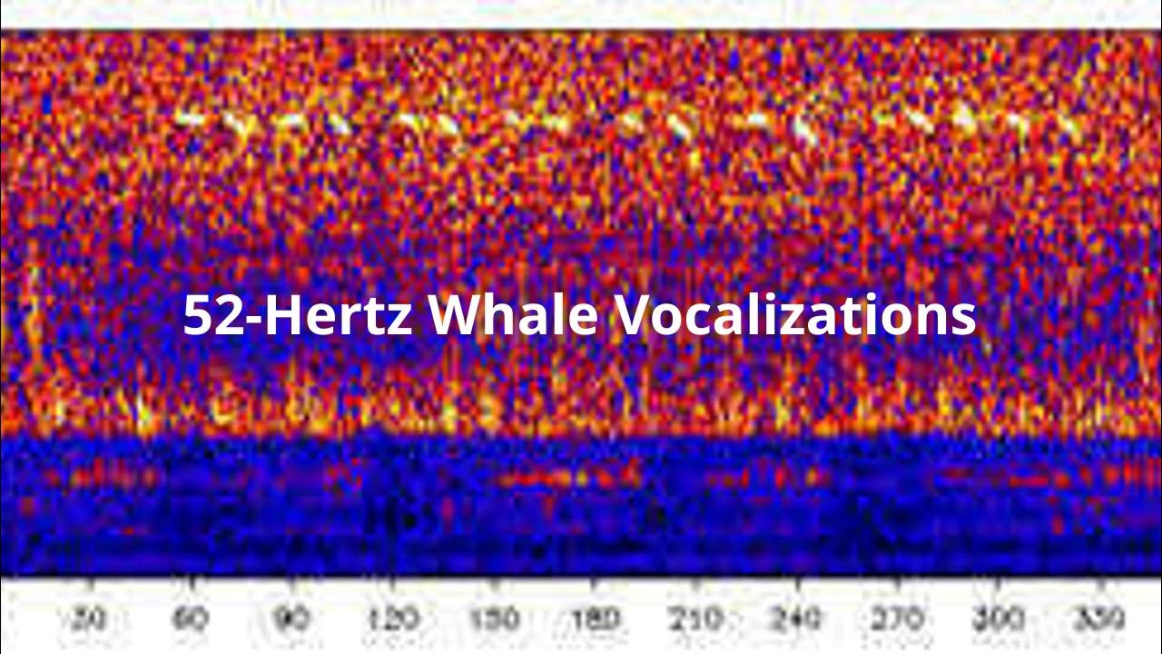 52 Hertz Whale Sounds - YouTube