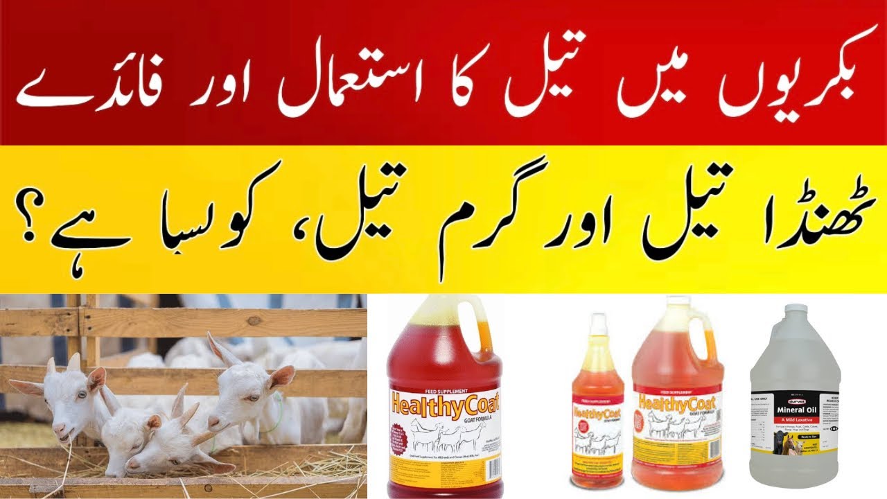 Use and Benefits of Oils in Goats || Which Oil give More Energy to ...