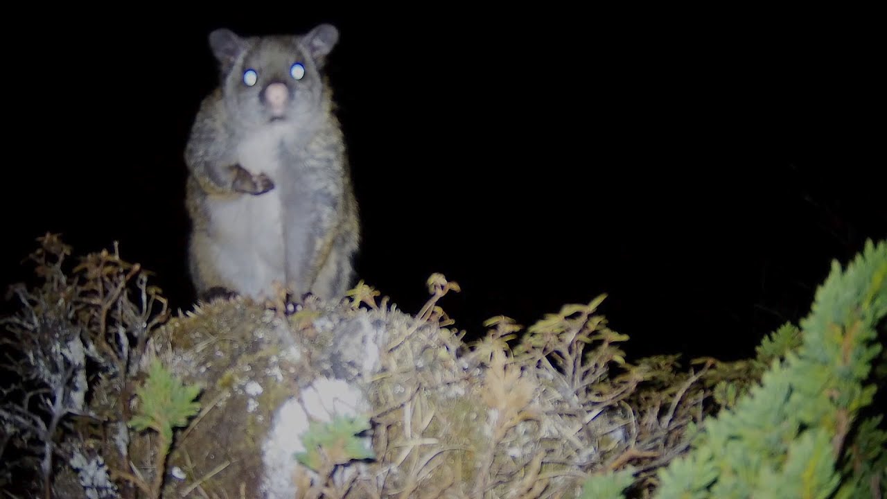 GLOBALink | Two new species of woolly flying squirrels discovered in SW ...