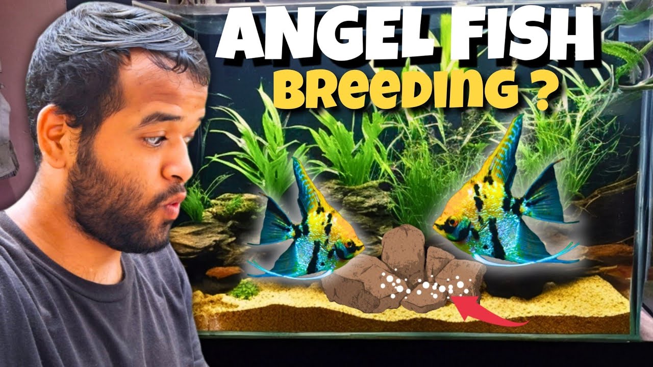 ANGEL FISH BREEDING ,FEEDING,TANK MATES - YouTube