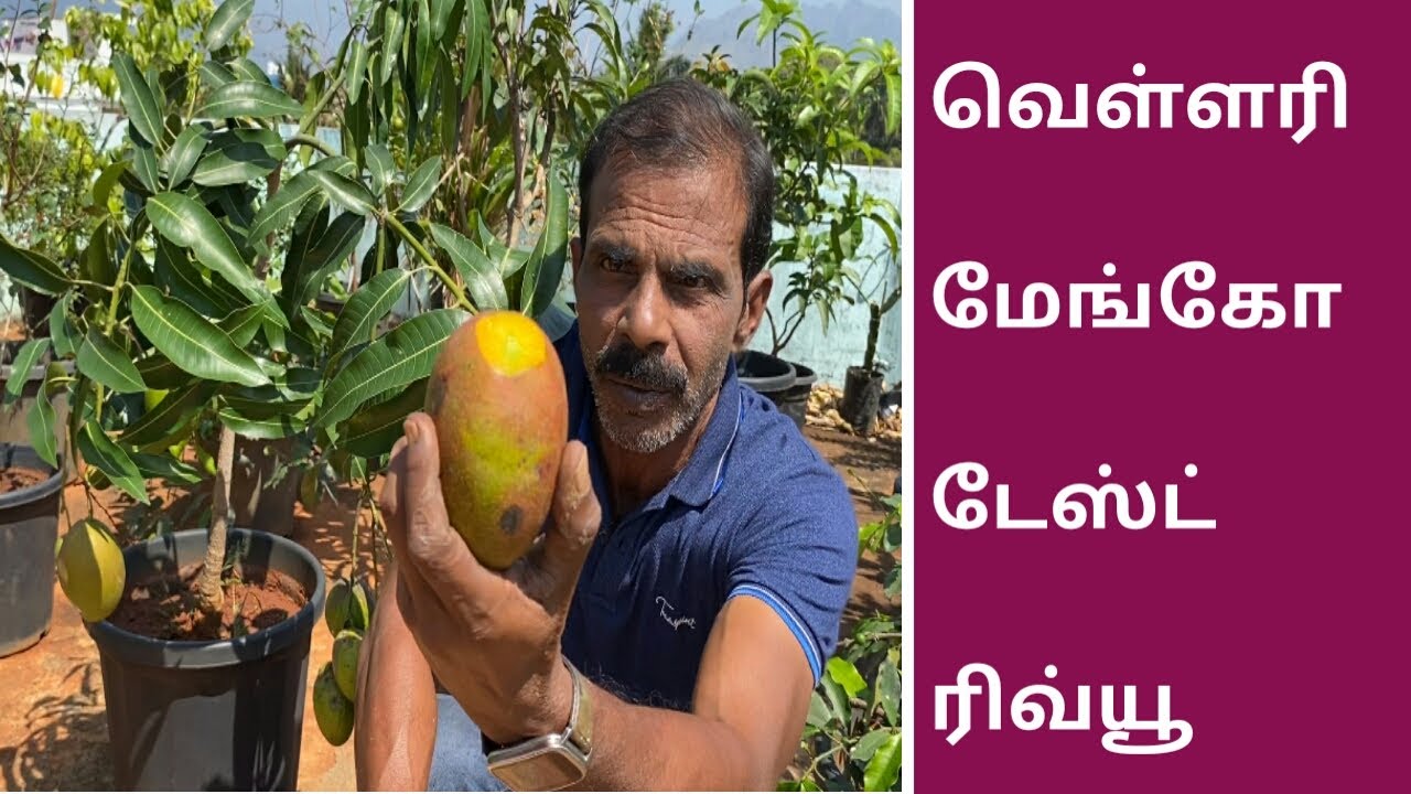 Vellari Mango Taste Review | வெள்ளரி மேங்கோ டேஸ்ட் ரிவ்யூ - YouTube