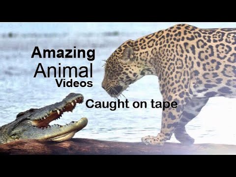 Amazing Animal footage caught on tape - YouTube