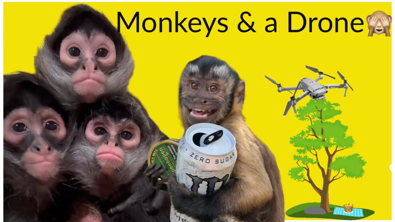 First drone footage of the monkeys playing 🩵 #play #monkeys - YouTube