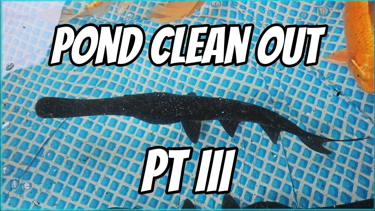 Pond Clean Out Pt III - YouTube