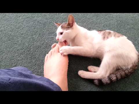 ayak yiyen kedi