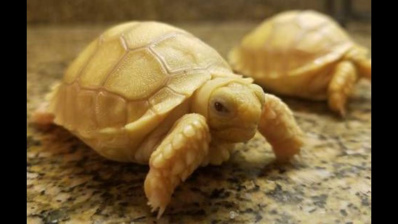 Wow Ivory Sulcata Tortoise - YouTube