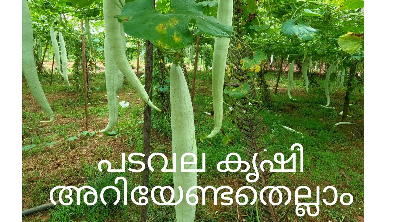 How to plant snakegourd #padavalam | Padavalam Vilavadup | Mudakkalizz ...