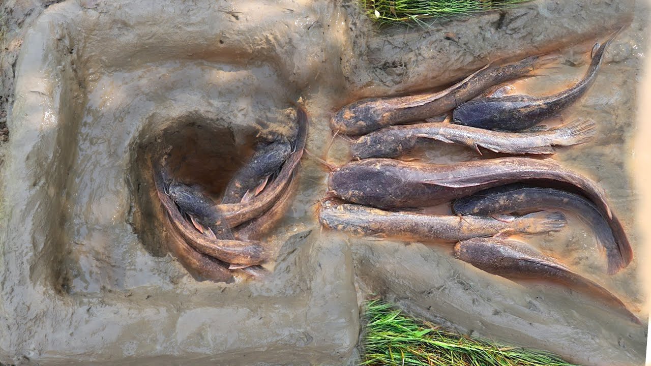 Dig a wow hole in the ground to make a traditional fish trap | Made of ...