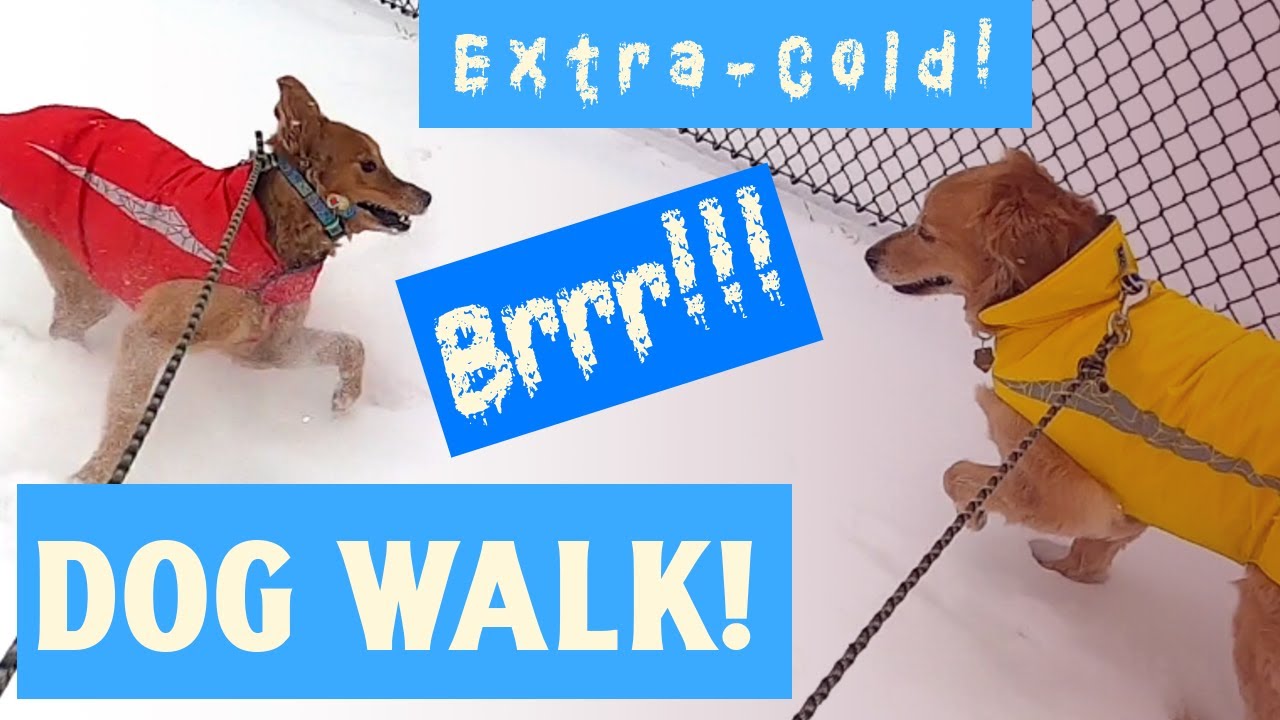 Extreme Winter Dog Walk! Full Screen in High Definition! - YouTube