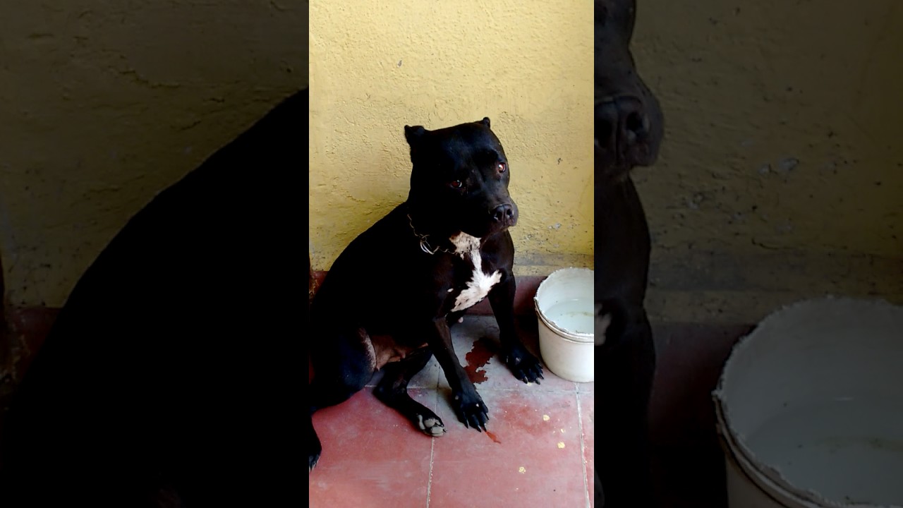 Perro menso - YouTube