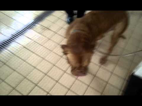 Doug - Dogue de Bordeaux Blow Dried - YouTube