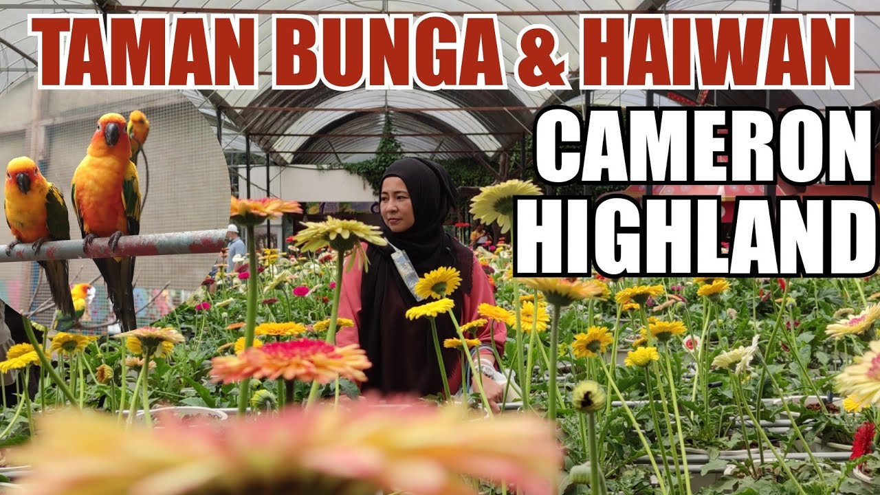 TAMAN BUNGA & HAIWAN CAMERON HIGHLAND #OGOS2022 - YouTube