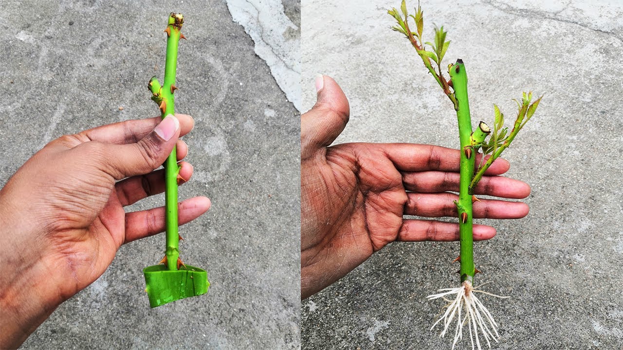 How to propagate rose cuttings with aloe vera | Grow roses with aloe ...