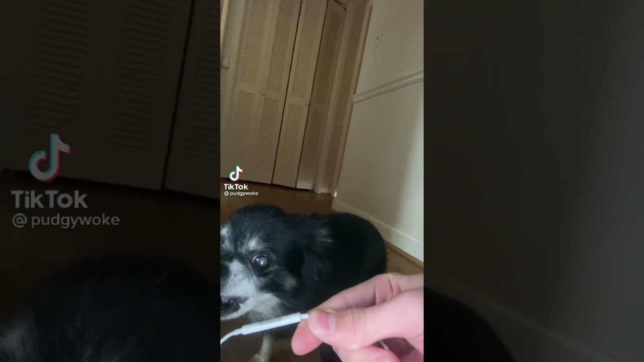 pudgy IS woke. - YouTube