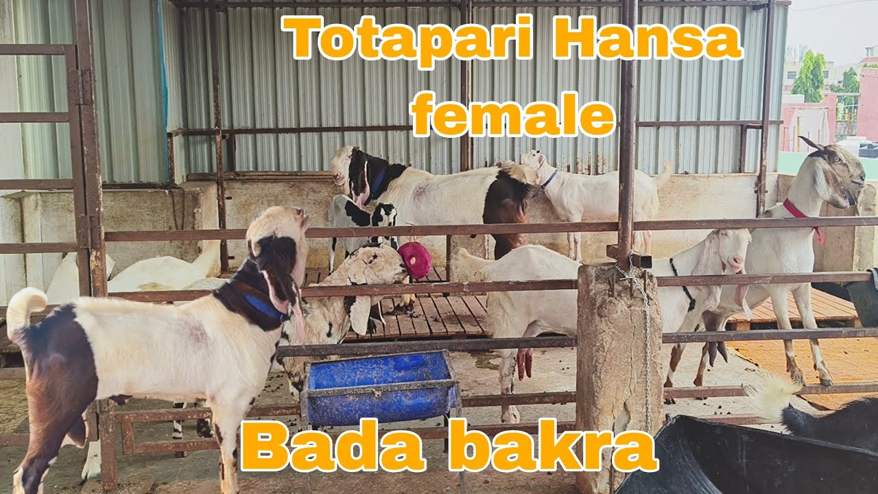 Totapari Hansa females bada bakra available in Hyderabad - YouTube