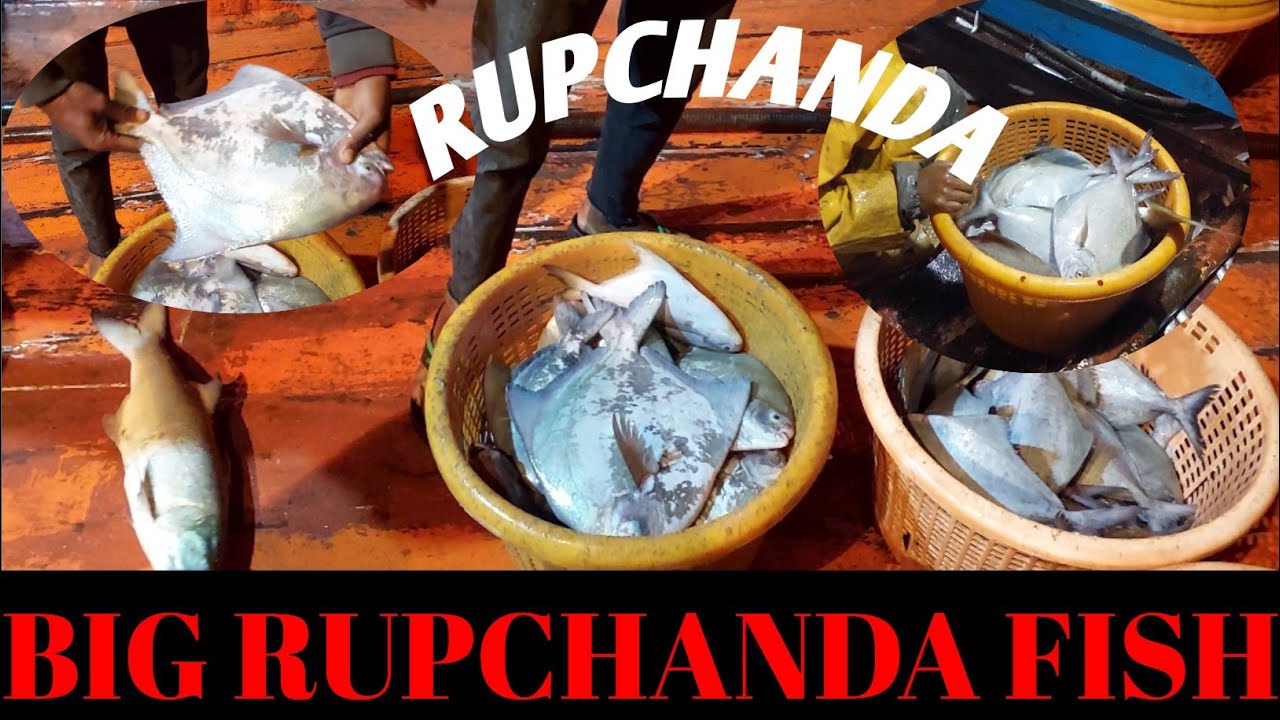 BIG RUPCHANDA FISH.@SeaMans #SeaManFishingvideo#fishing SEASON-08(EP-11 ...